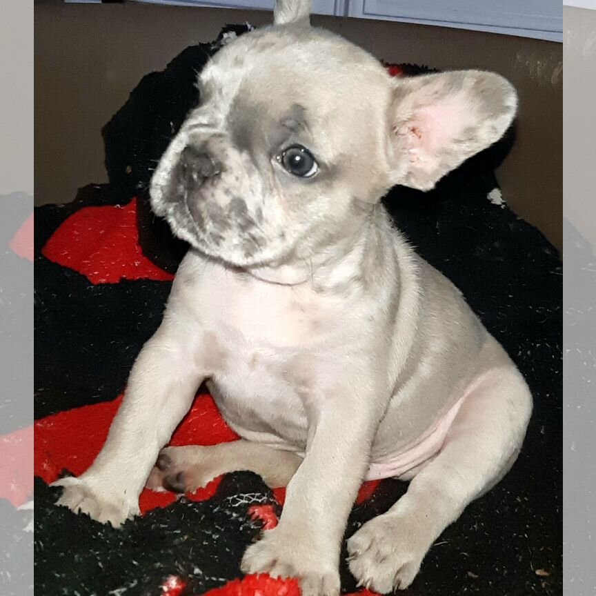 Французский бульдог, щенок