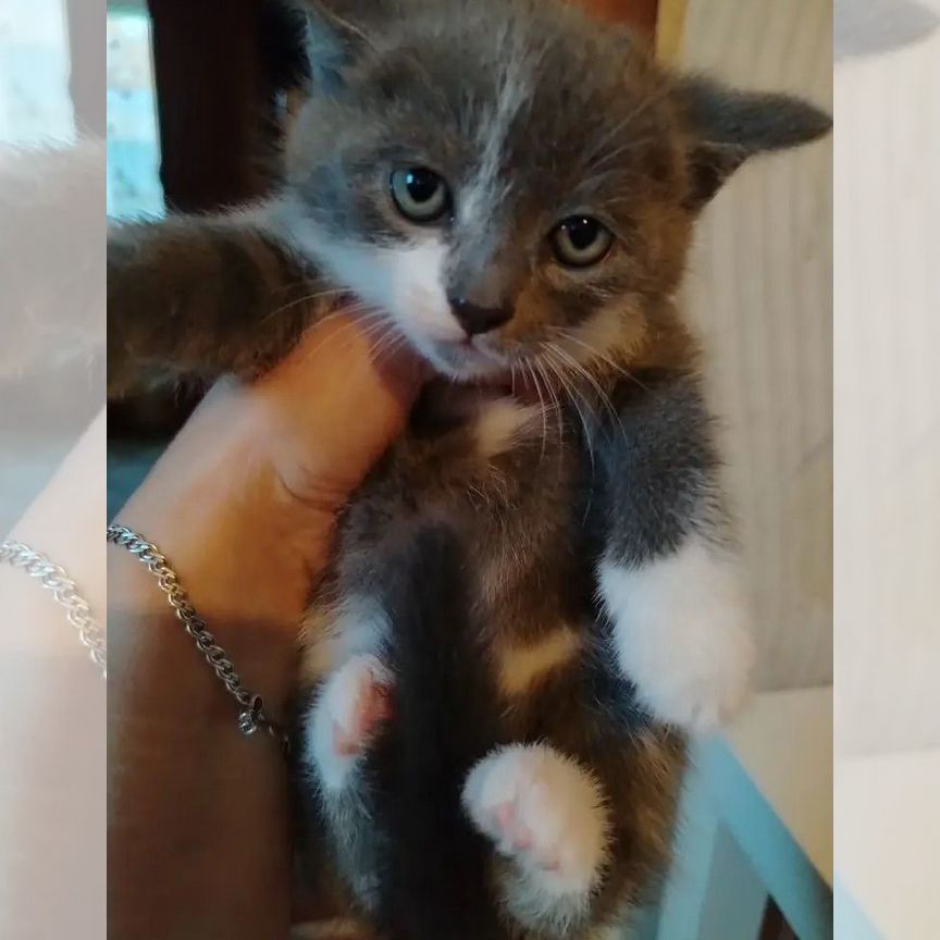 Британский короткошёрстный котёнок