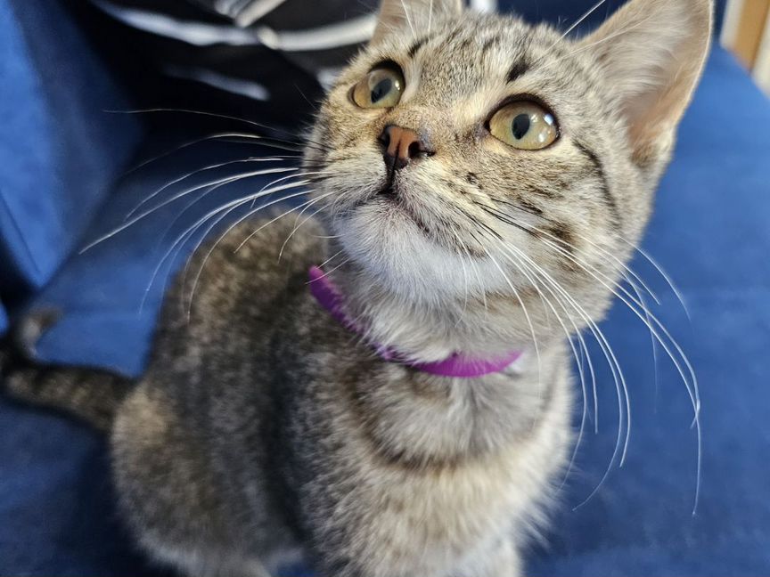 Котёнок в добрые руки