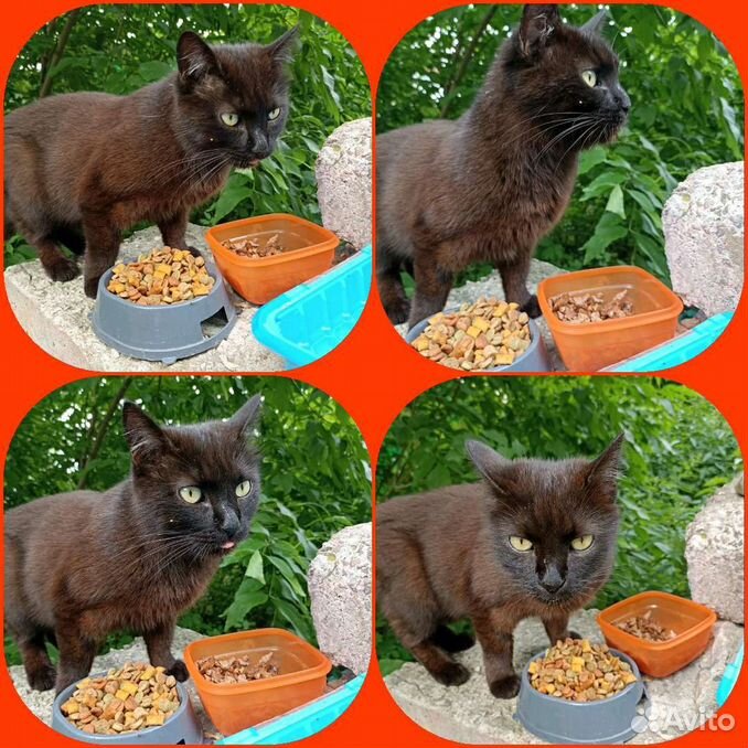 Старушке нужна помощь кошка