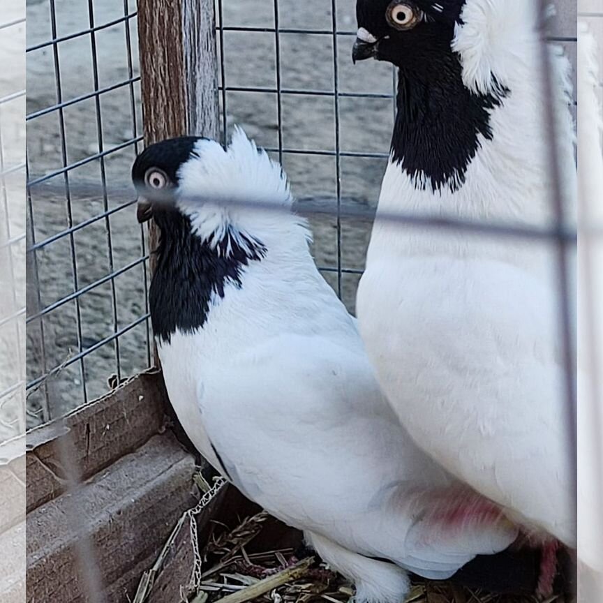 Продажа голубей