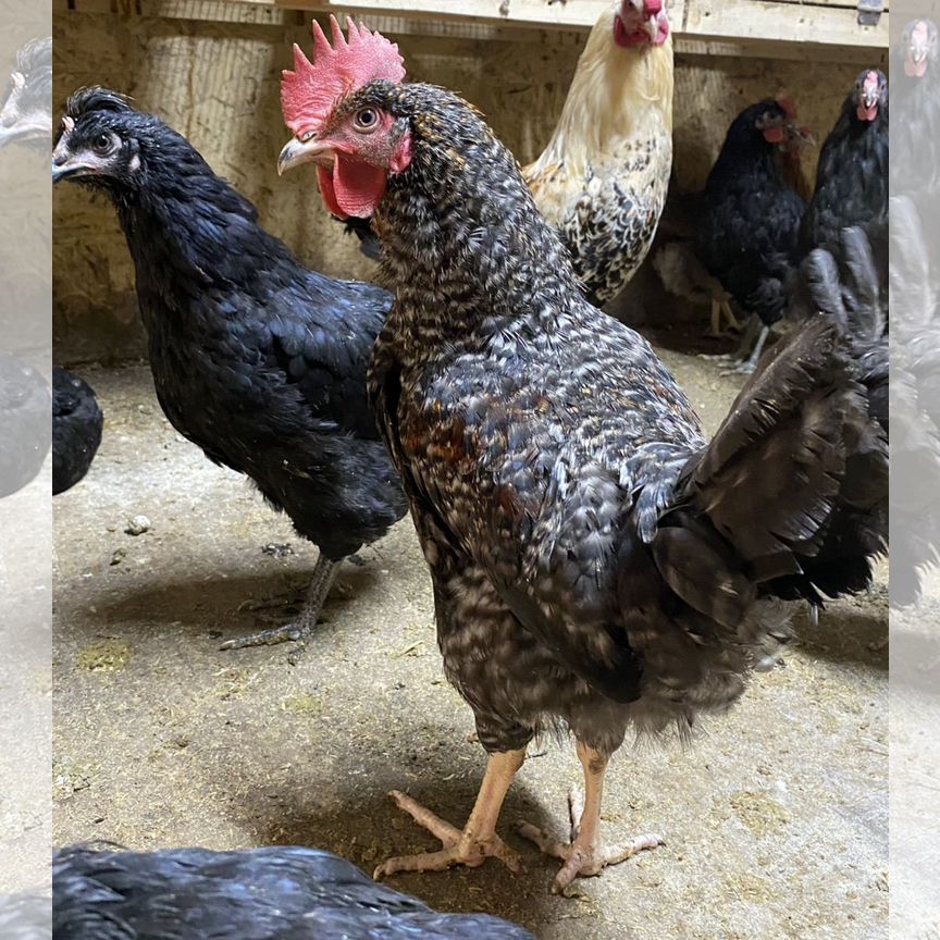 Молодые петушки