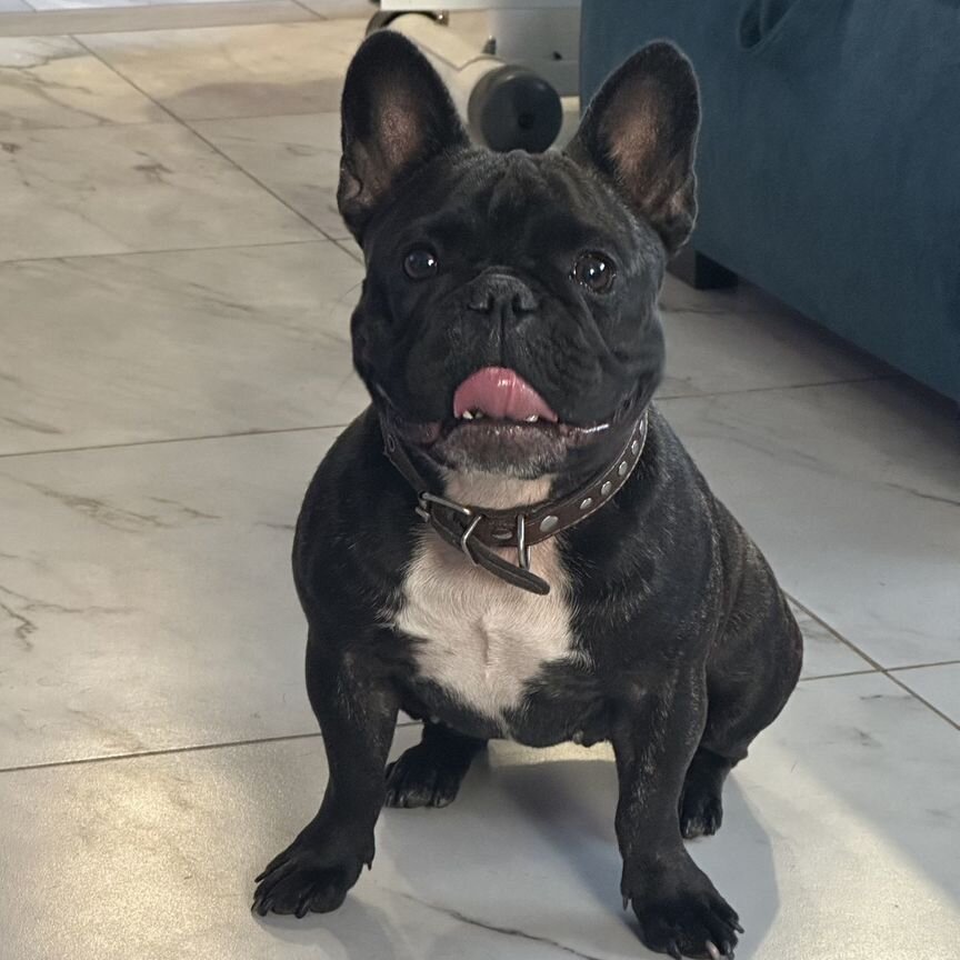 Французский бульдог, взрослая собака