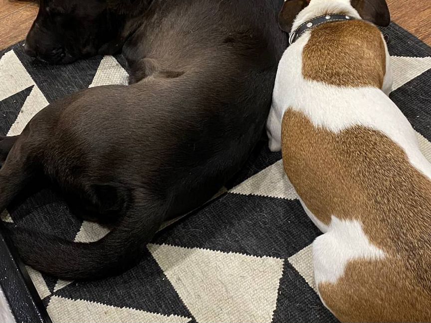 Собака в добрые руки