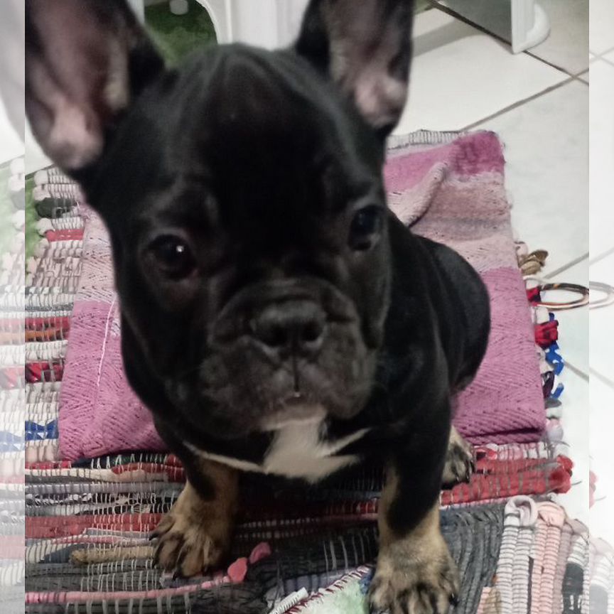 Французский бульдог, щенок