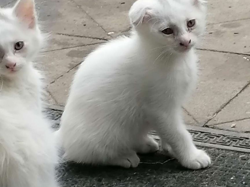 Кошки в добрые руки бесплатно