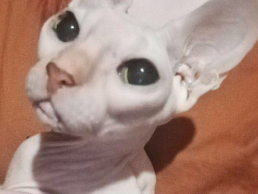 Канадский сфинкс донской сфинкс