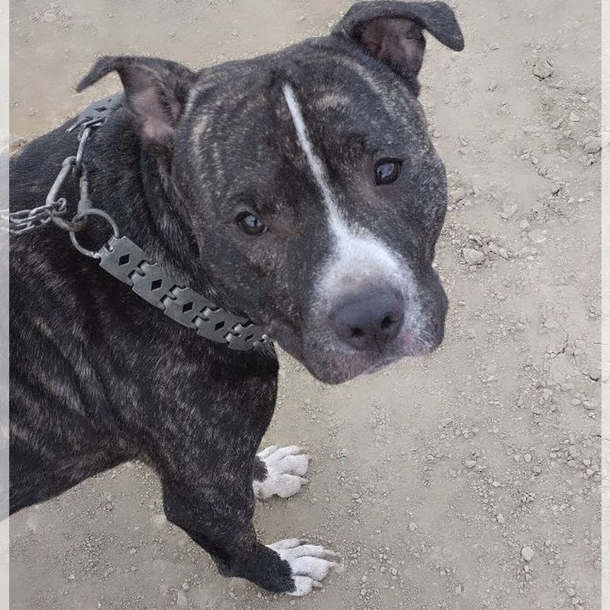 Американский питбультерьер, щенок