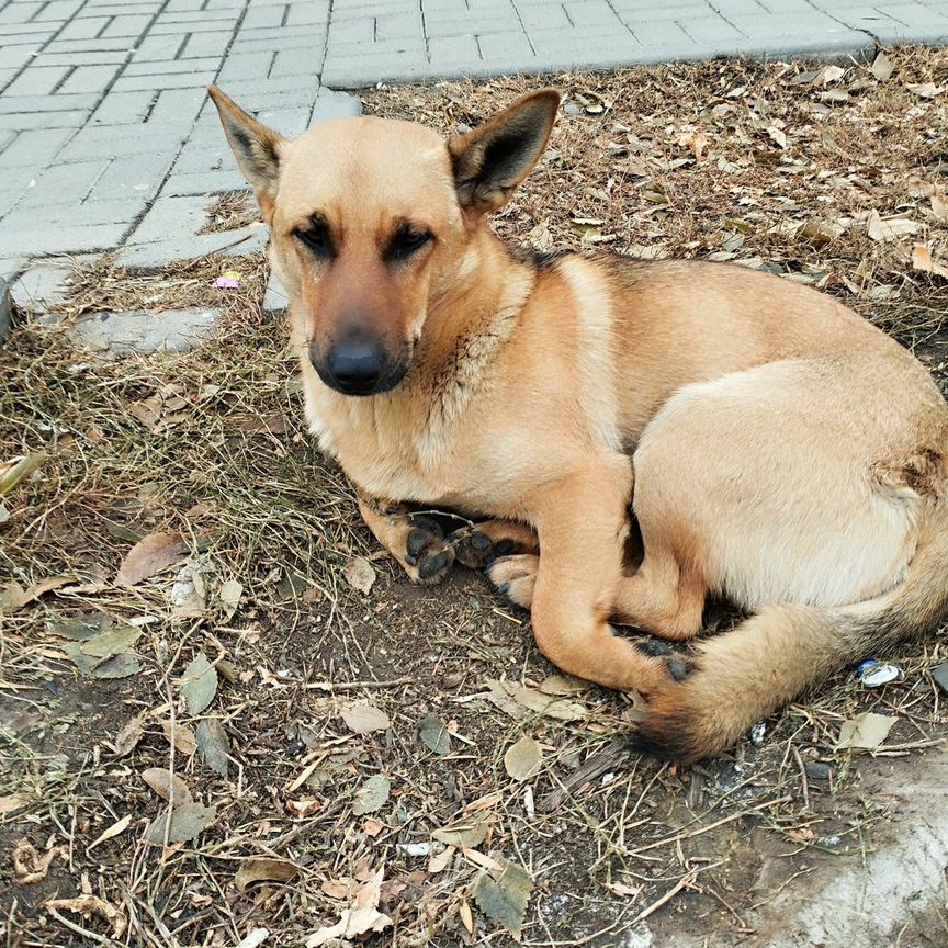 Найден рыжий пёс кобель