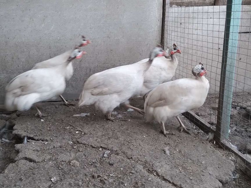 Цесарки, утки дикие "Кряква"