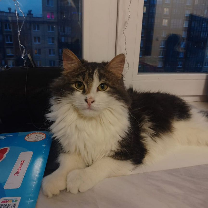 Супер игривый котенок