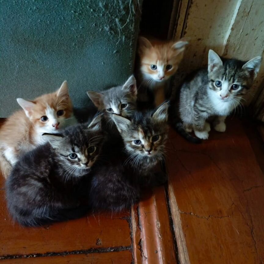 Котята в добрые руки