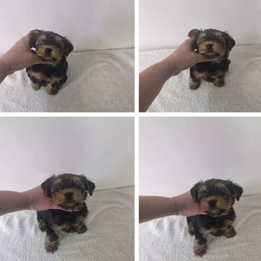 Микро мини мальчик Йоркширский терьер Доставка