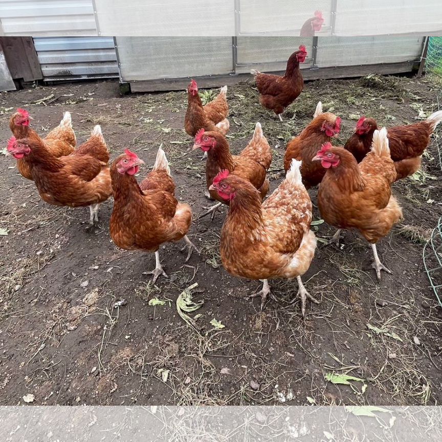 Куры несушки продам