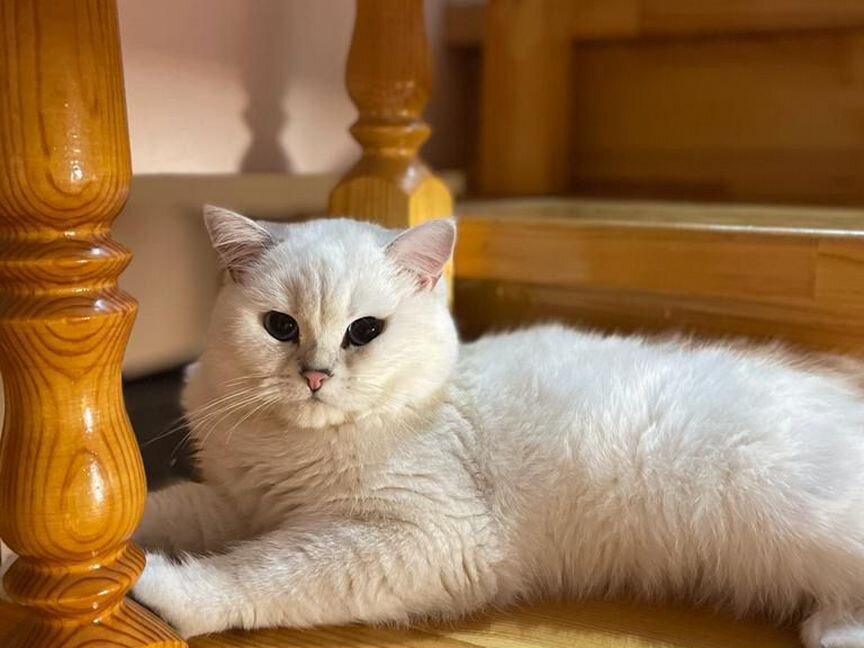 Кот серебристая шиншилла
