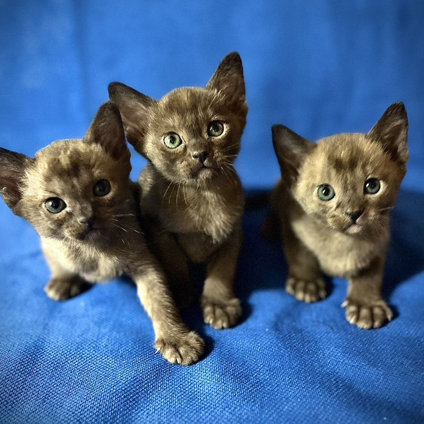 Европейский бурманский котёнок