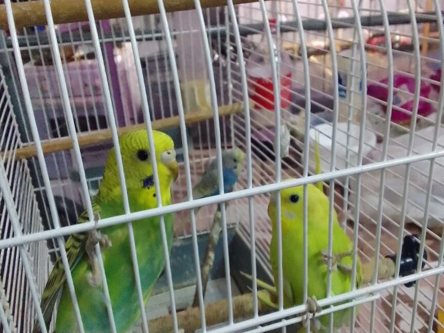 Волнистый попугай