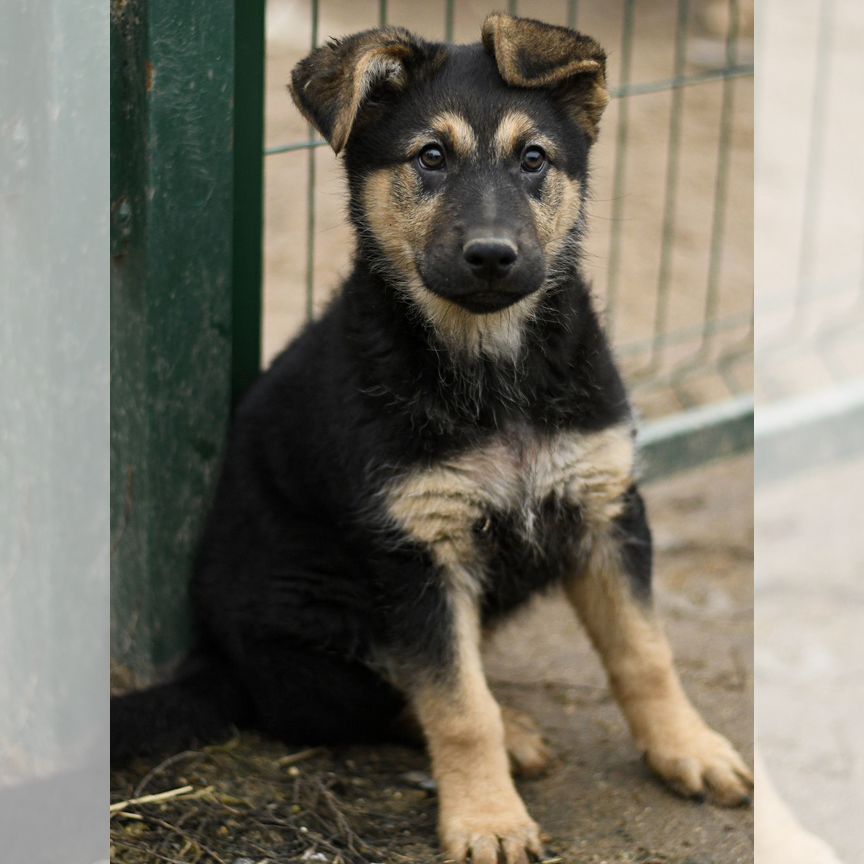 Щенок в добрые руки