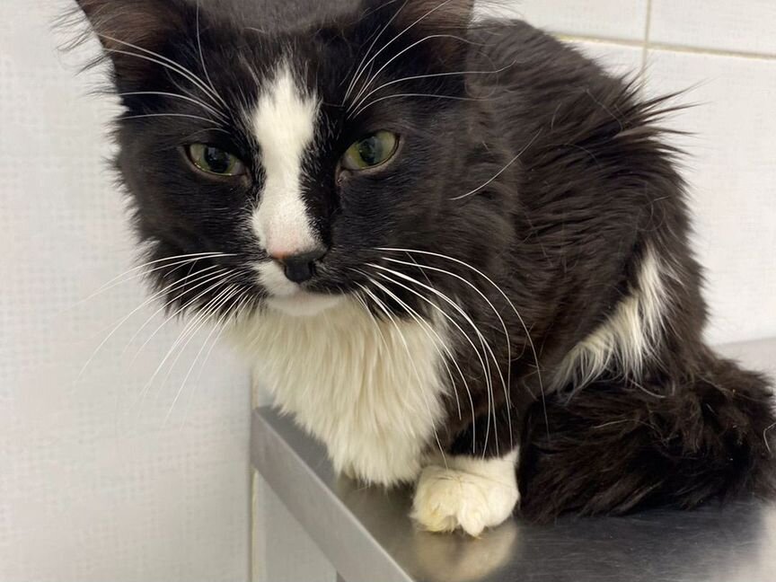 Кот молодой нужна передержка