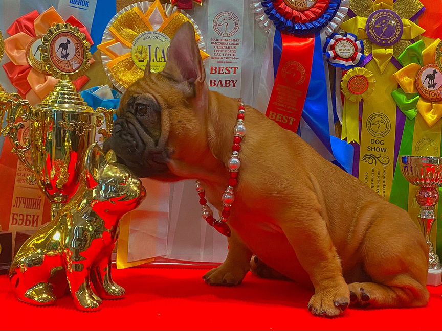 Красотка и очень ласковая