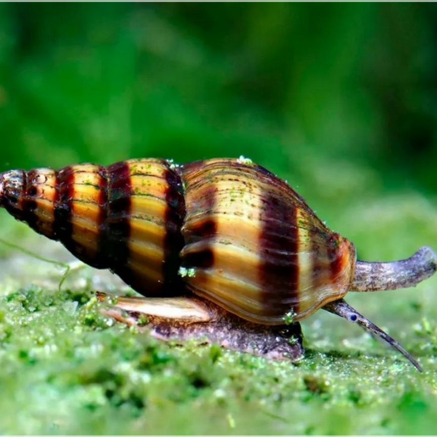 Улитка xeлeна предает мелких улиток