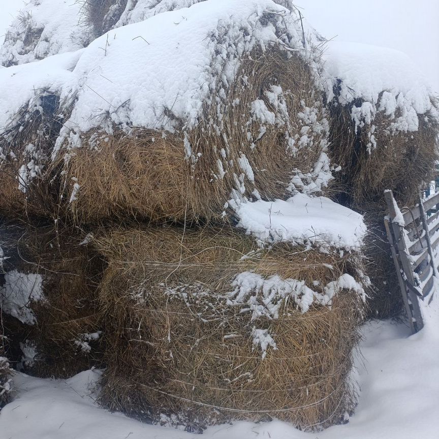 Продам сено в рулонах