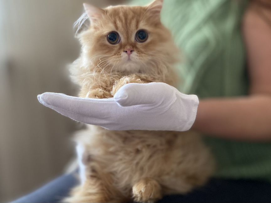 Шотландский котенок Зевс