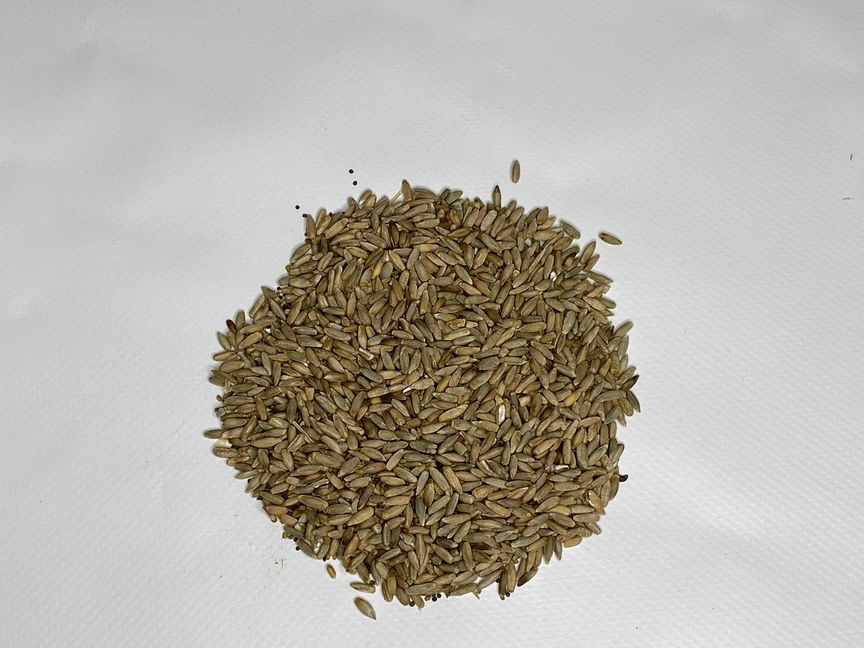 Зерно рожь, кукуруза