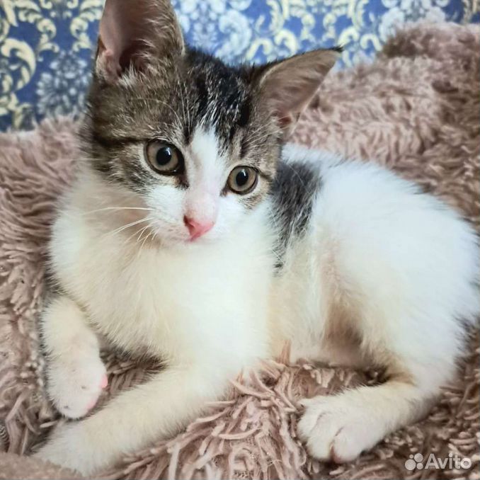 Котёнок мальчик мечтает найти семью
