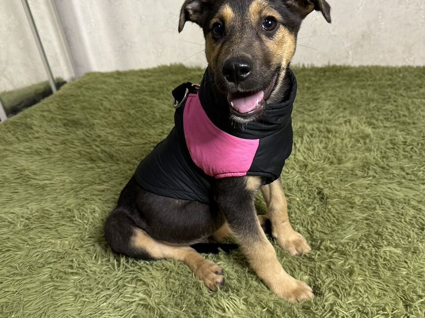 Щенок в добрые руки