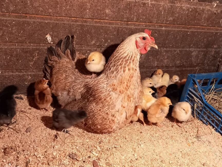 Наседка с цыплятами