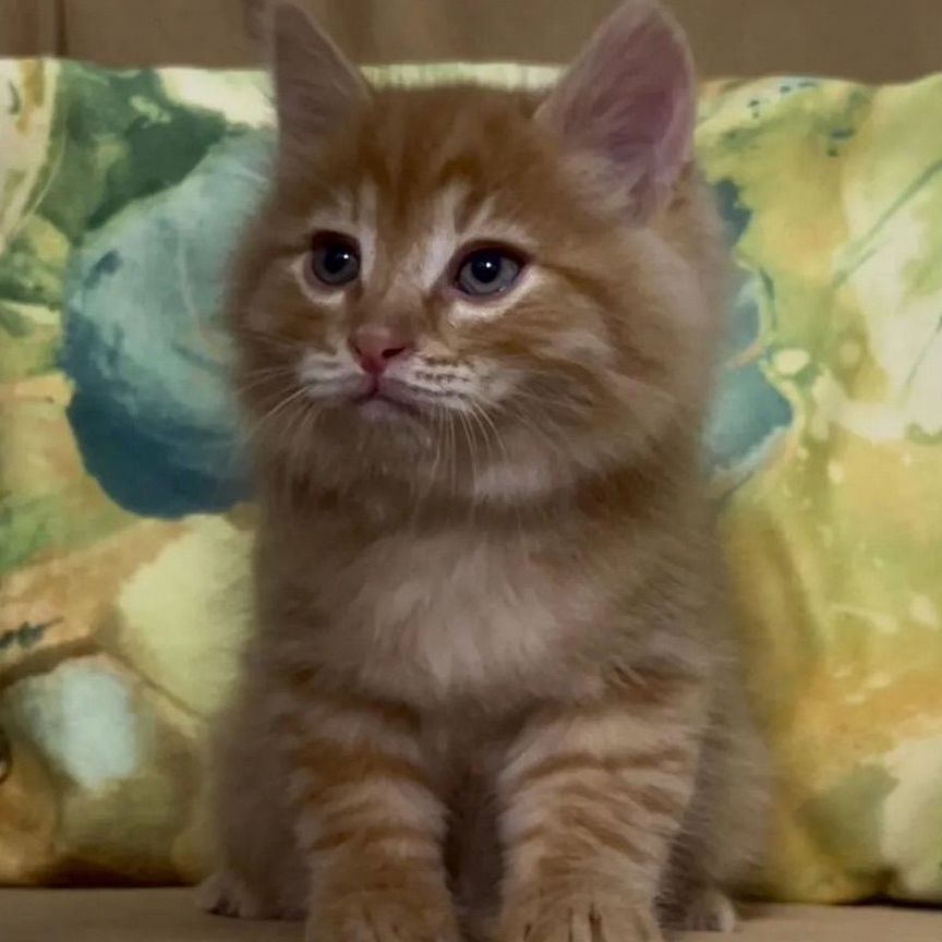 Сибирский котёнок