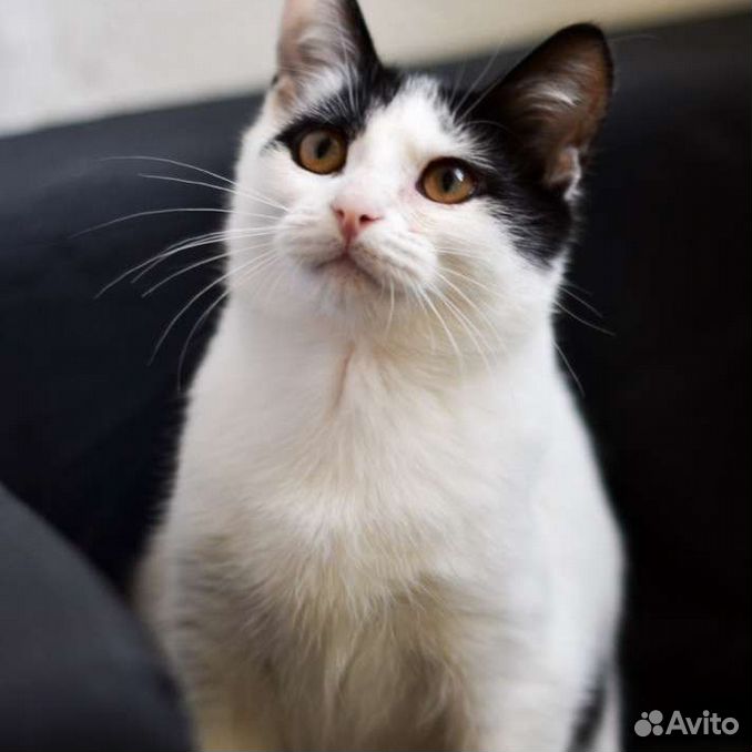 Котенок, 5 мес, пятнистый, как Коровка, ищет дом