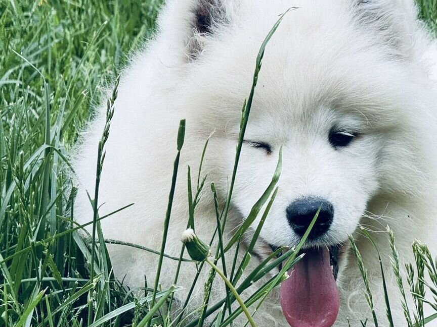 Снежное облачко