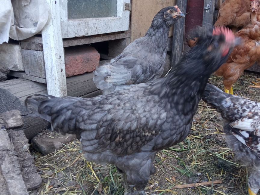 Петушки разных пород