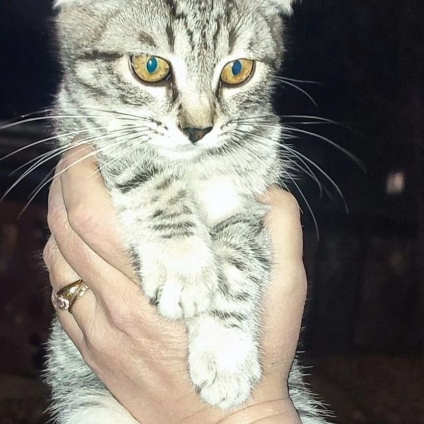 Котята в добрые руки бесплатно