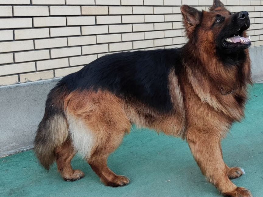 Щенки немецкой овчарки