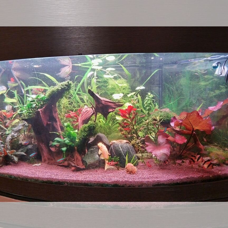 Аквариумные растения прополка