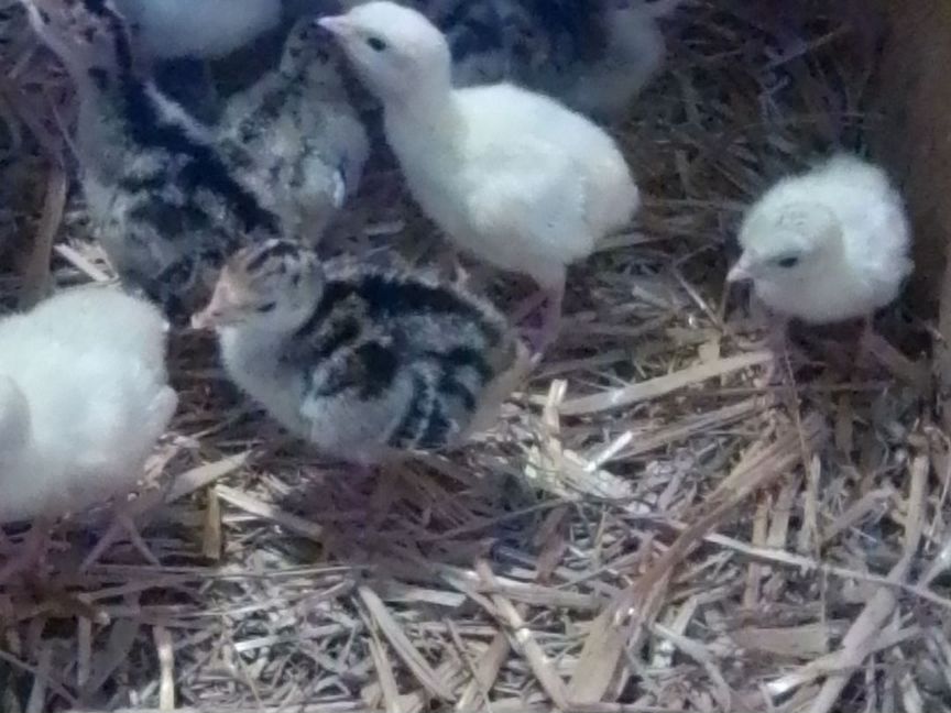 Индюшата домашние