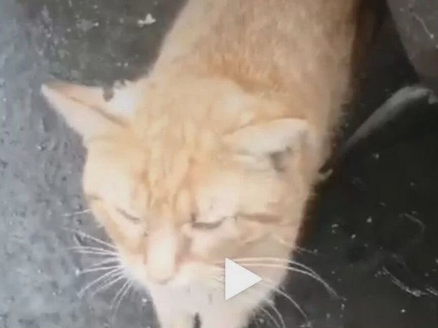 Котика выгнали из дома