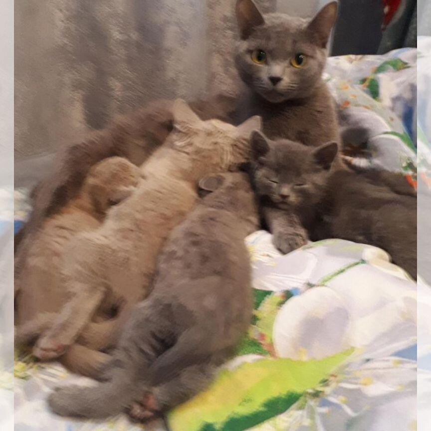 Британский короткошёрстный котёнок