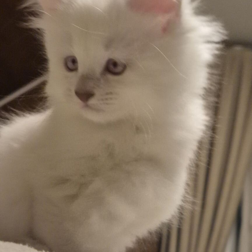 Курильский бобтейл длинношёрстный котёнок