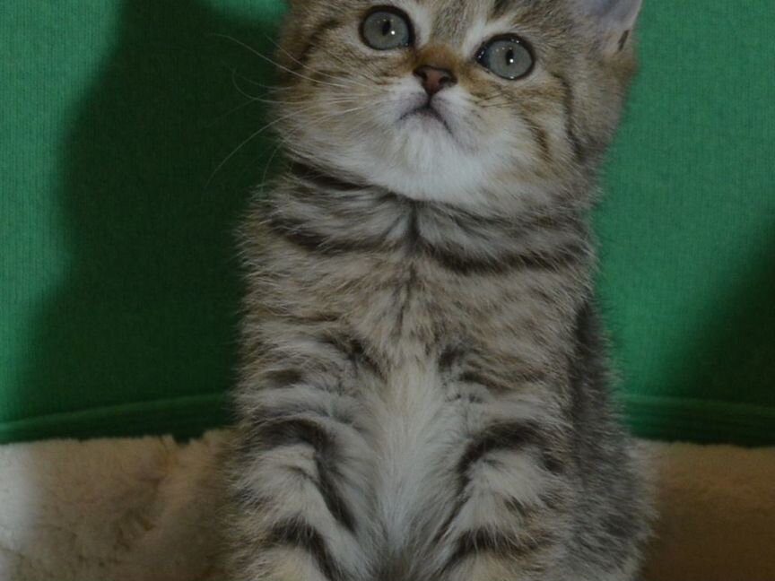 Британка. Тигр