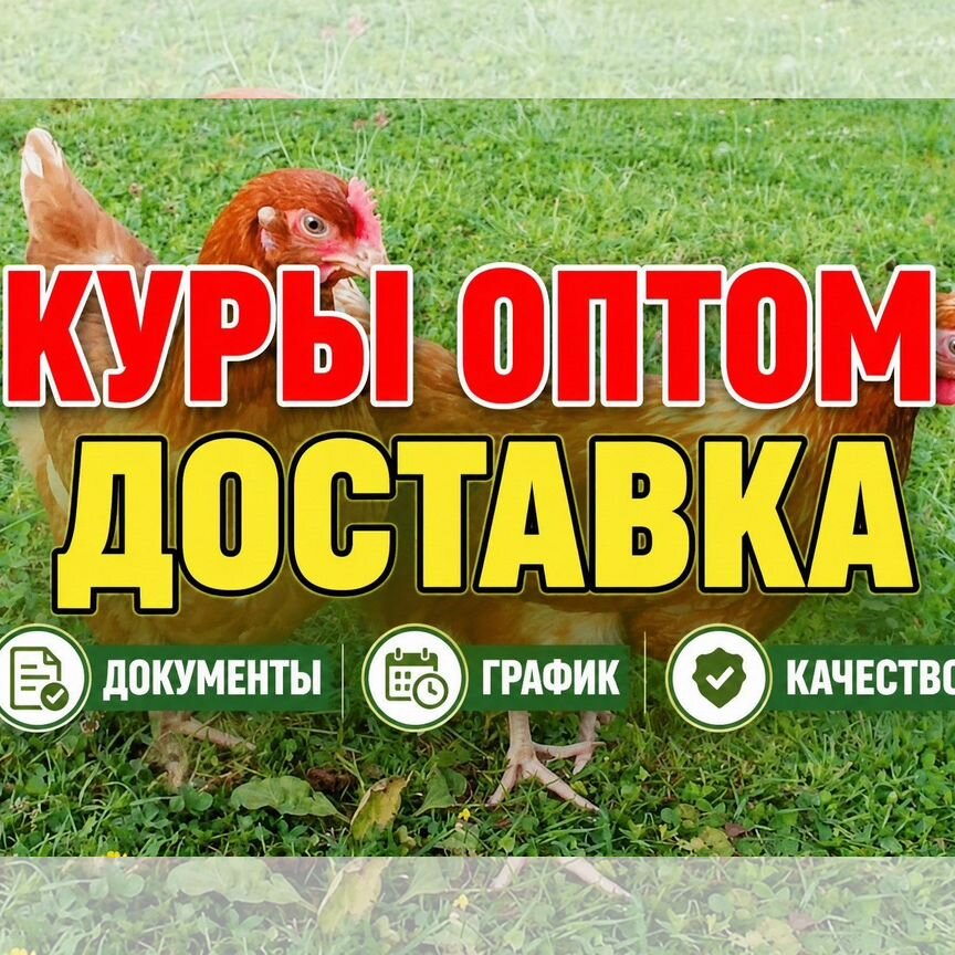Куры молодки Оптом Леггорн Несушка Кура