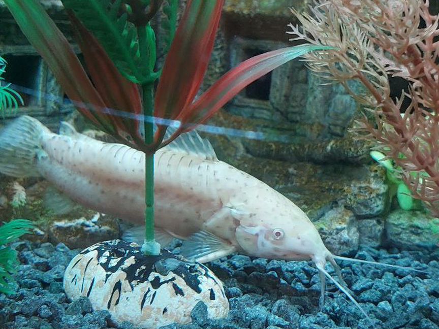 Аквариумные рыбки