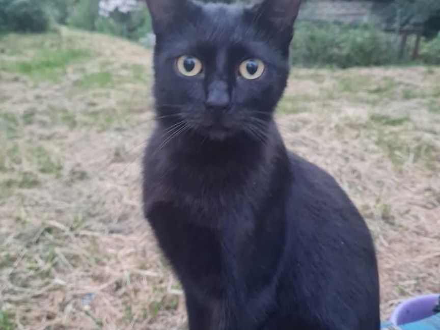 Молодой кот в добрые руки