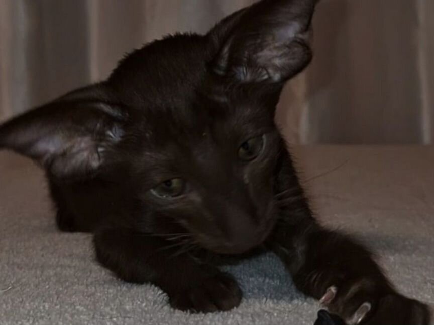 Ориентальная