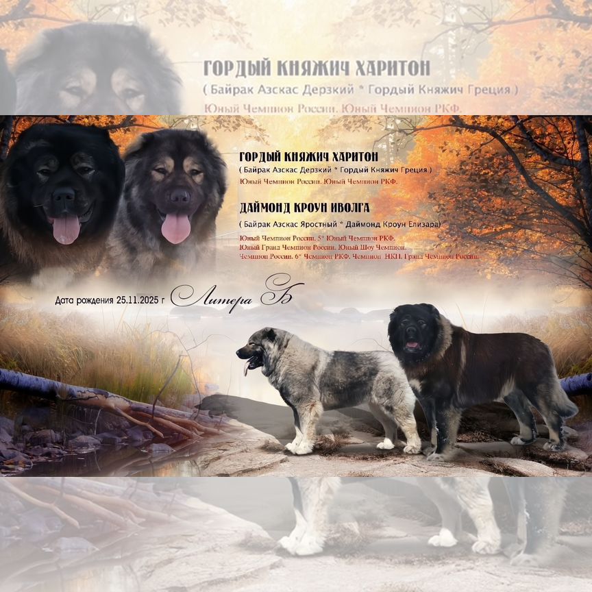 Кавказская овчарка, щенок