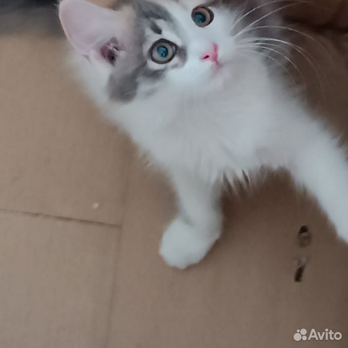 Красивая девочка кошечка 2 месяца
