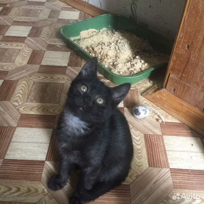 Котик 2.5 месяца